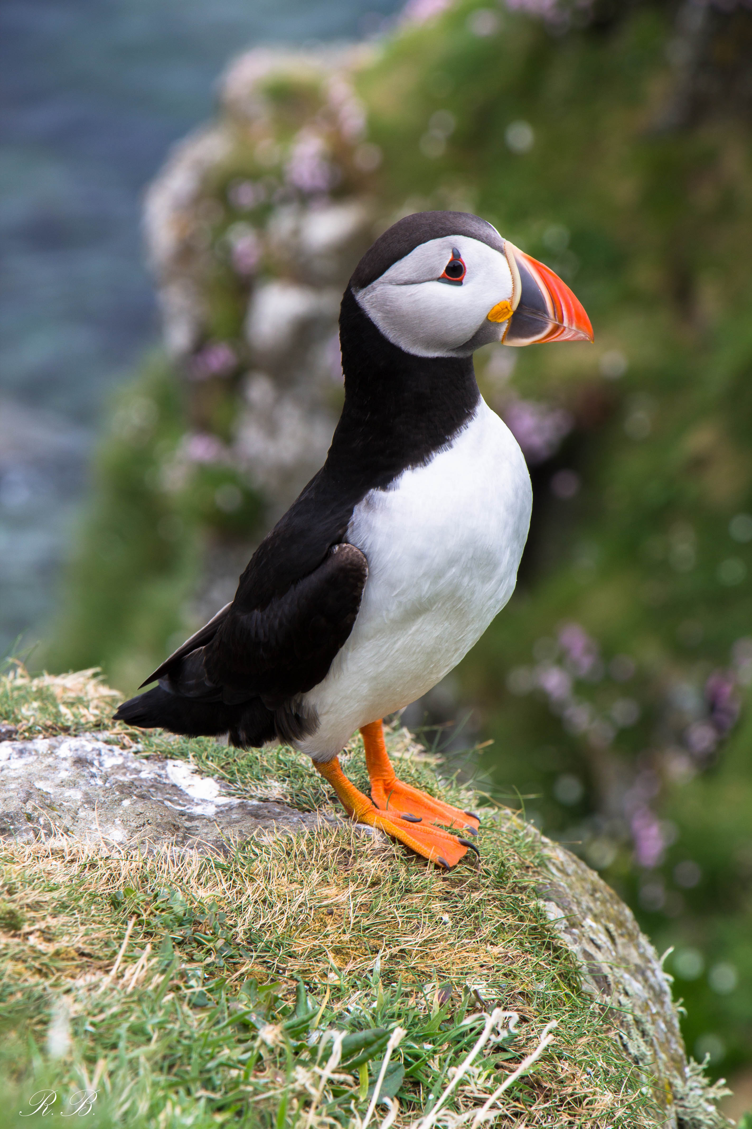Dove e quando vedere i Puffins in Scozia – Nel cuore della Scozia
